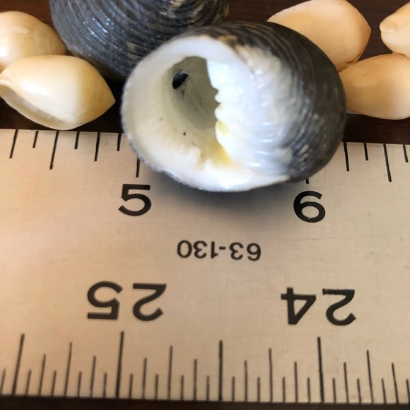 niihau | Jewelry | Kupee Nerite Rarotonga Shell Lei Necklace | Poshmark